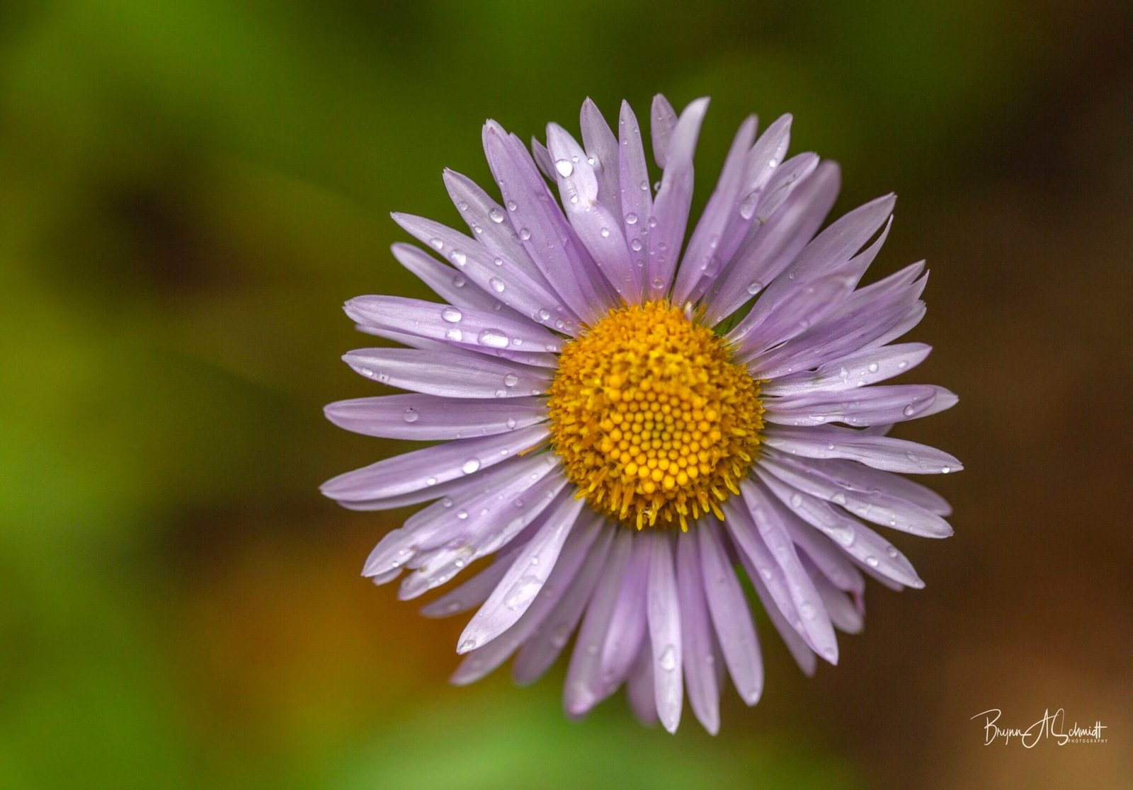 Celebrating the Natural World - Nature First