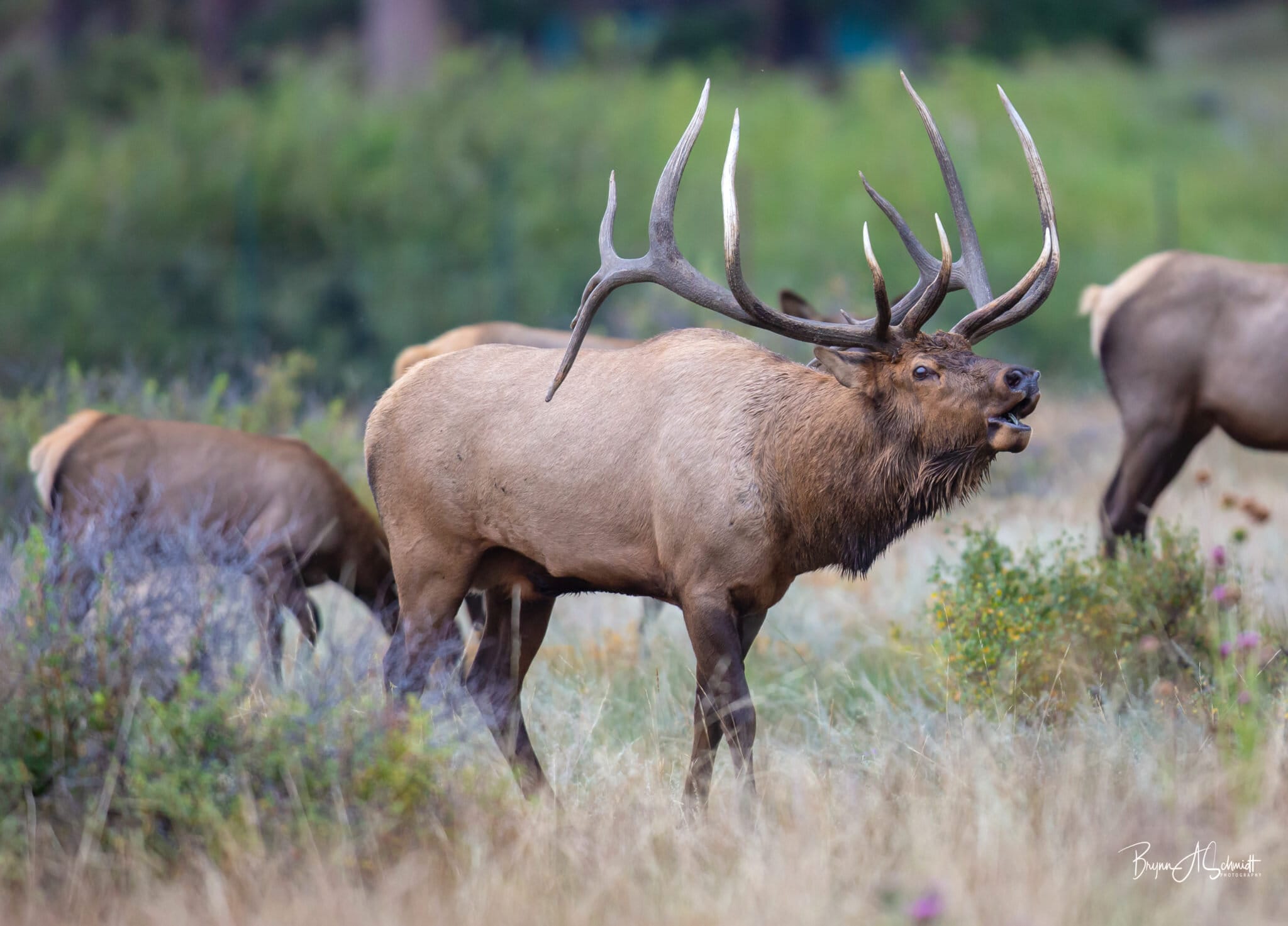 Wildlife Photography - Nature First